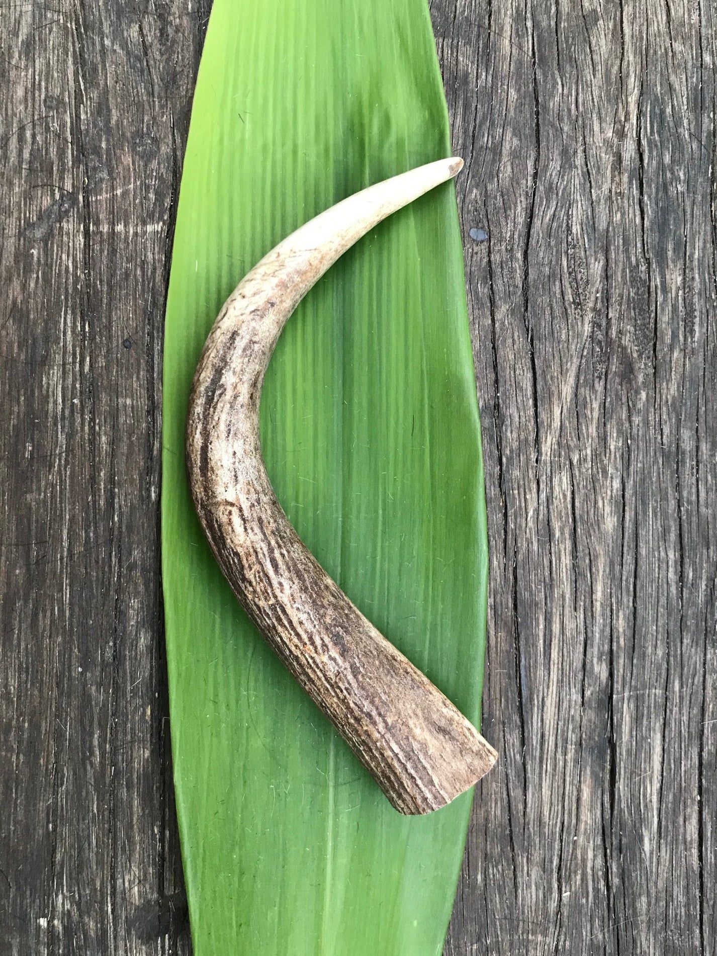 Fallow Deer Tine – Aussie Antlers